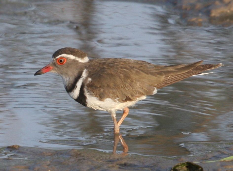 Birding Sudan: More good birds at the pools near Capo Dairy