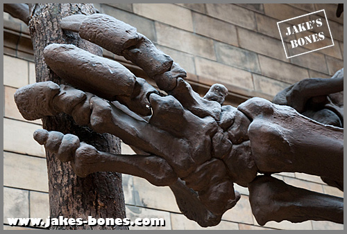 Megatherium the weird badass sloth, at NHM : Jake's Bones