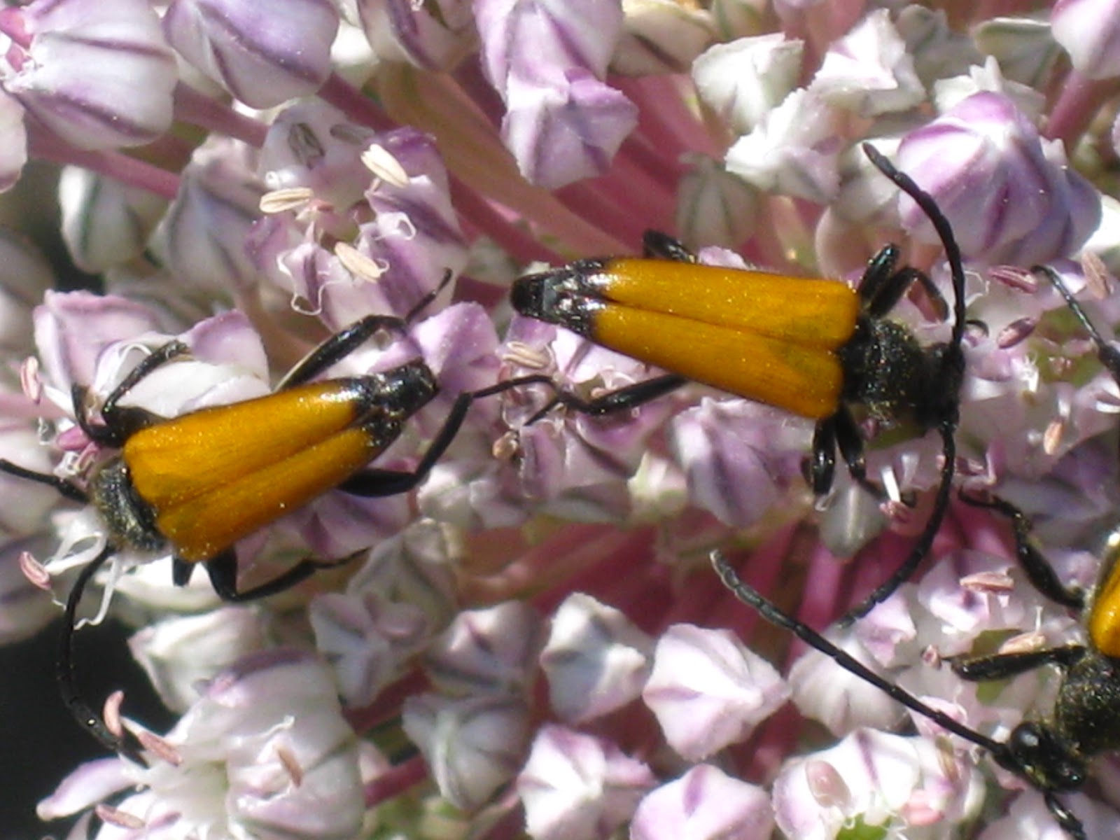 Jane Aston, painter.: Busy Insects