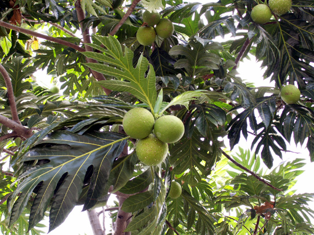 Runrol974: Arbre à pain Fruit à pain Flore, Fruit Île de La Réunion