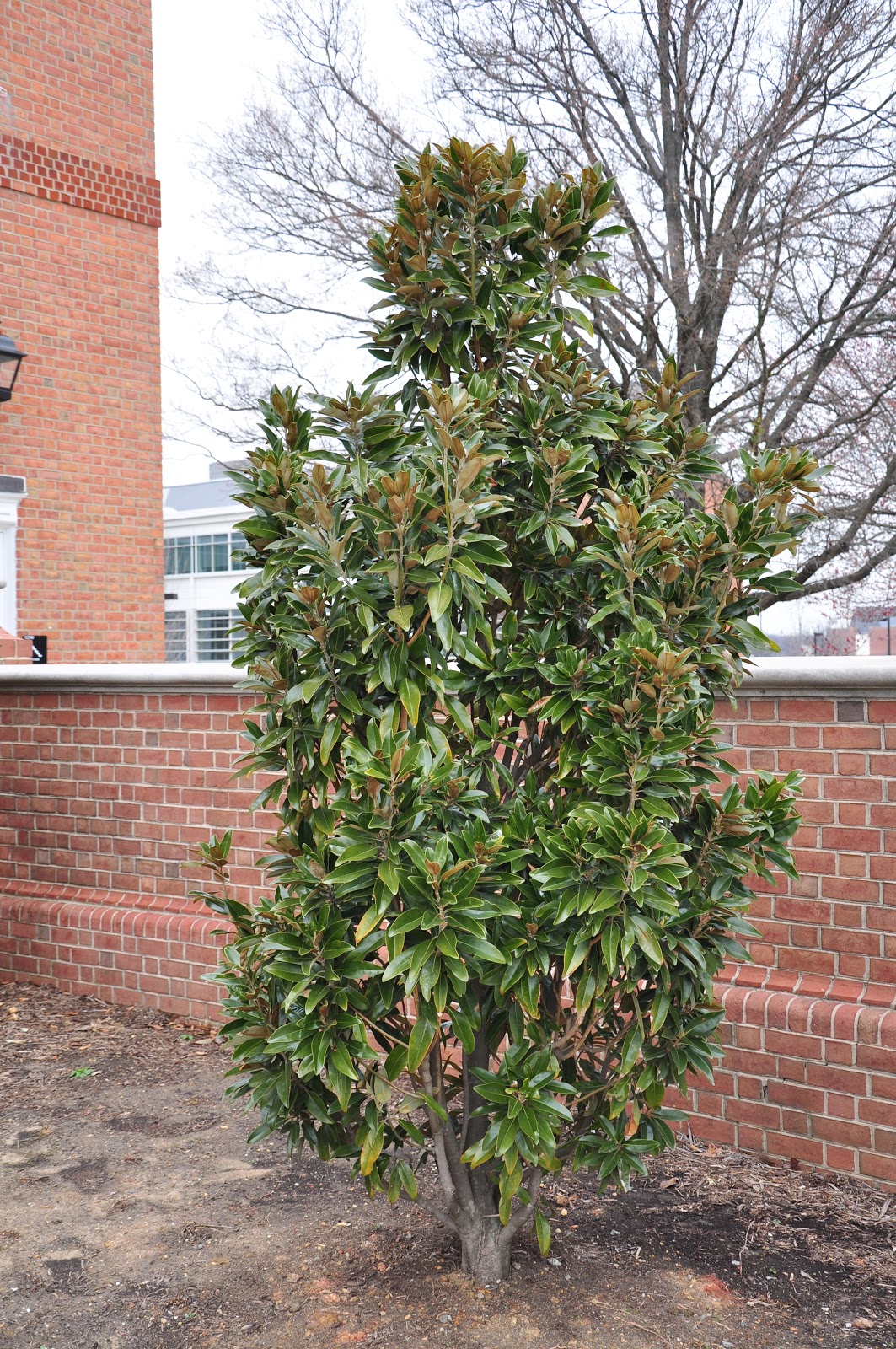 UMD Arboretum and Botanical Garden: Winter Interest in the Landscape