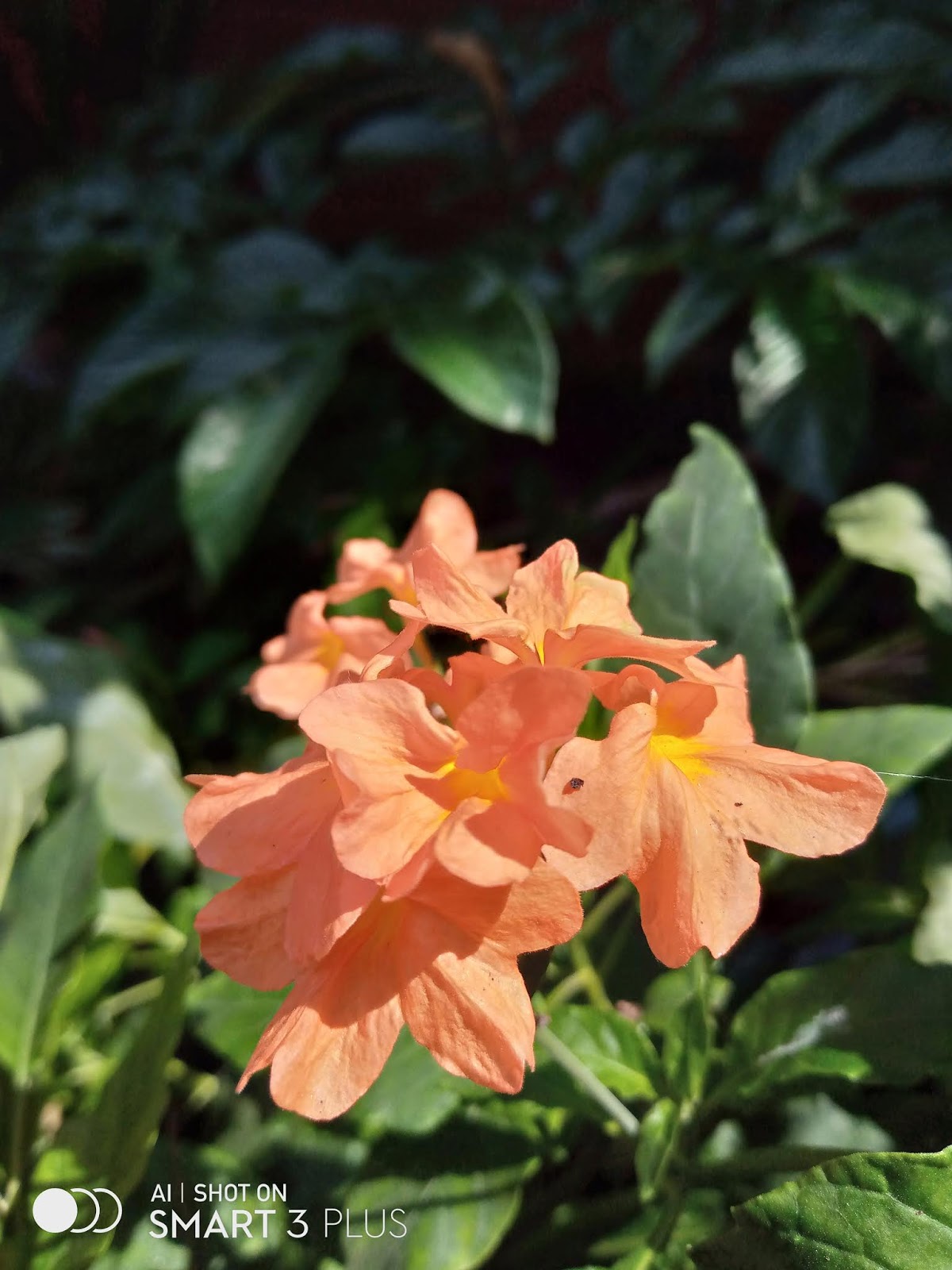 Infinix Smart S3 Plus rear camera review with samples - TECHPHLIE