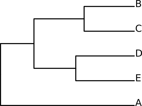 PhyloBotanist: How to root a phylogenetic tree: outgroup, midpoint and ...