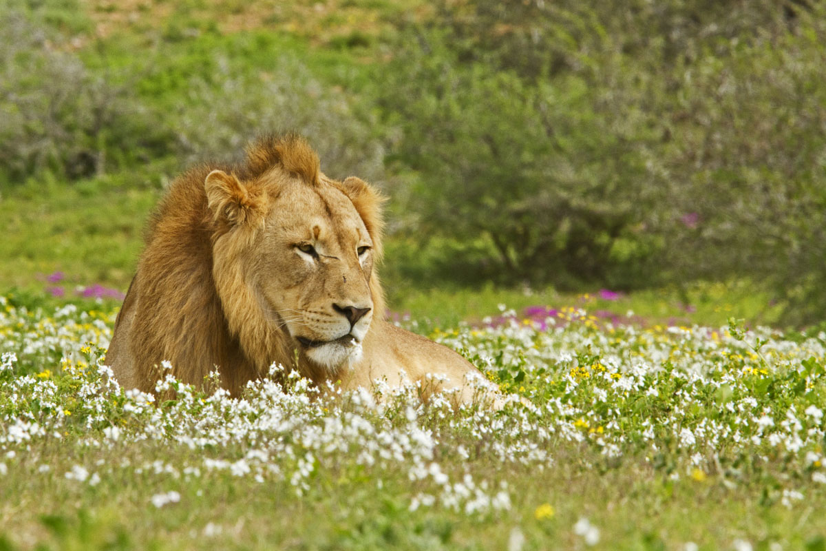 View topic - ~{The last ones}~ LION PRIDE RP ACCEPTING - Chicken Smoothie