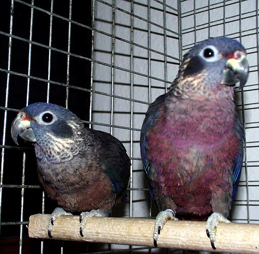 Brazilian Birds: Psittacidae Parte 3