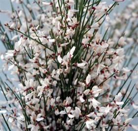 Genestra flowers pictures. - Flower Wallpaper