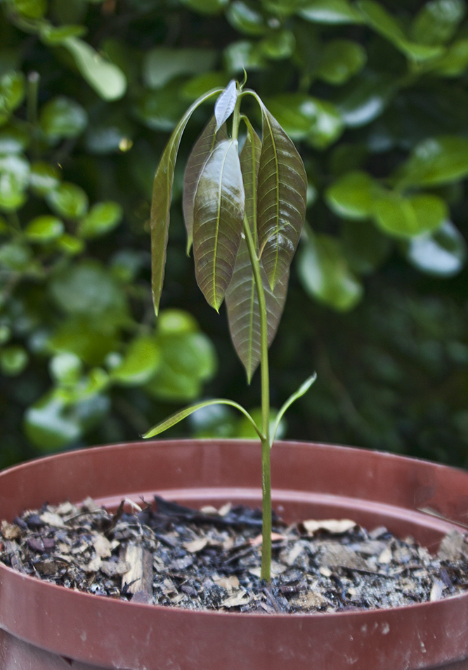 smashing: Mango magic