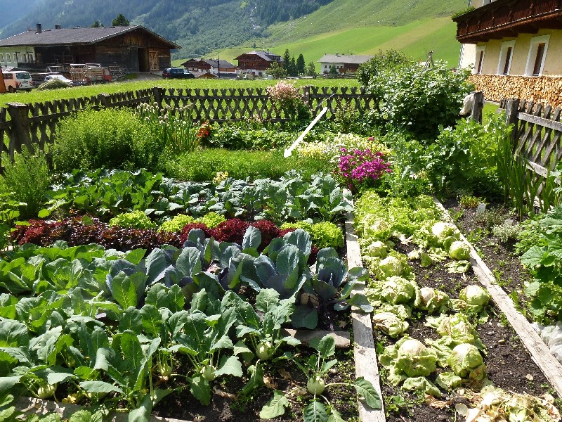 El cuexcomate: ¿Qué es el cebollín?