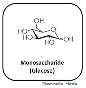 B for Biology: Biomolecules of the Cell - Carbohydrates (Part 1)