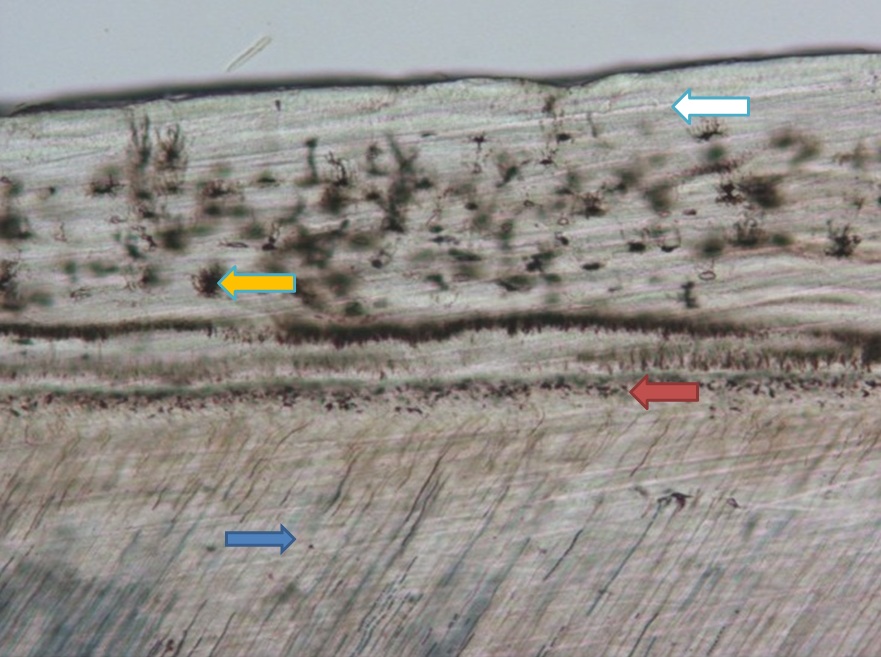 Histologia para Odontologia: Tecidos Dentários