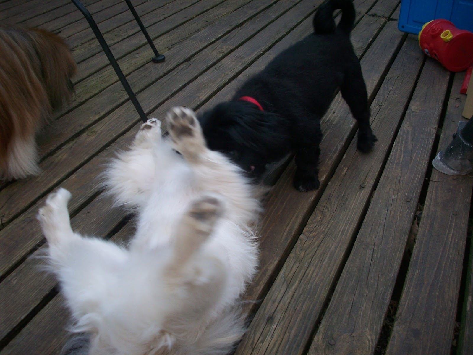 Must Love Pekes: PIPER AND SIR JENKINS