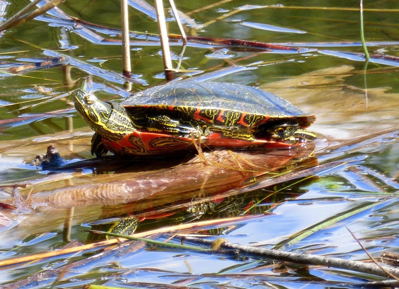 The Cranbrook Guardian: Western Painted Turtle Day