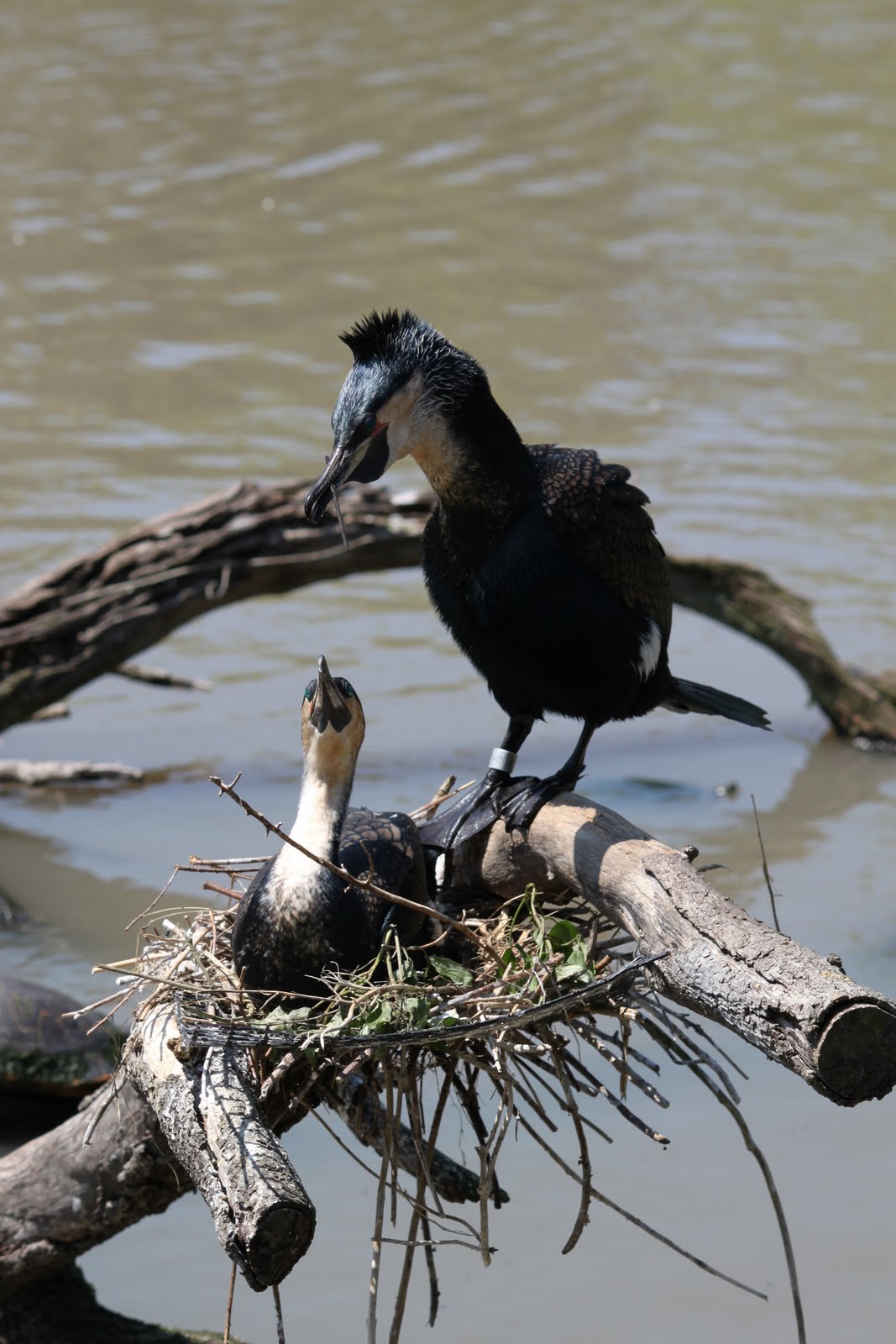 The Robertson Family: New Orleans Zoo