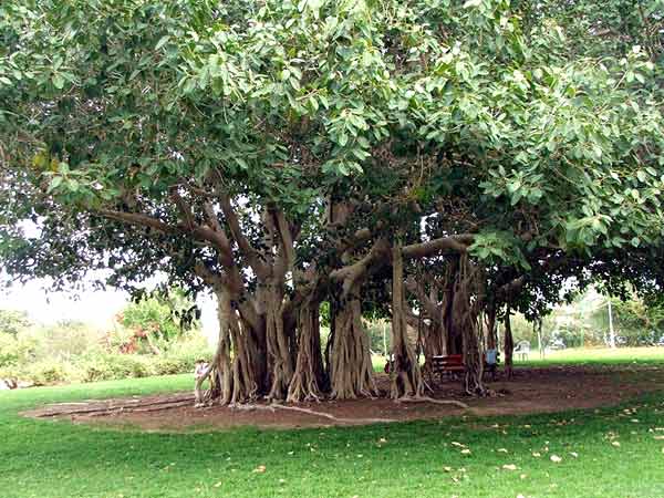 .UTHA PATAK : banyan tree benefits बरगद के पेड़ के फायदे