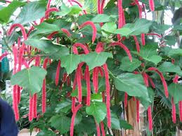 Tanaman Obat : EKOR KUCING (Acalypha hispida Burm. f.)