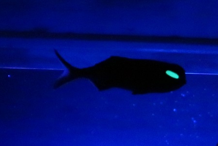 Japan of hope and safety 原子力緊急事態宣言: Biological monitoring in Kanagawa ...