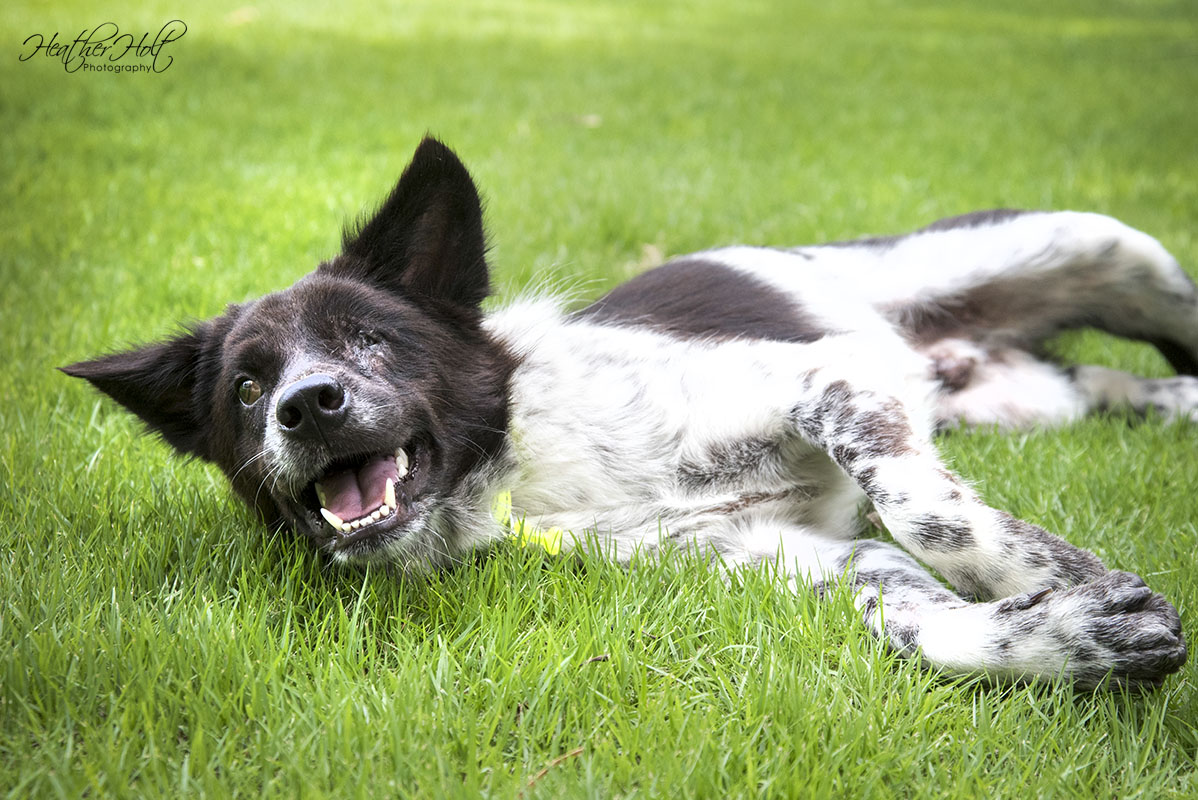 Heather Holt Photography Bali: Beautiful Indonesia: Bali's Heritage Dog