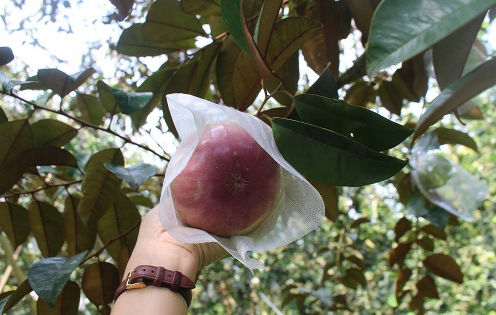 Tới tấp đặt mua vú sữa Lò Rèn cuối vụ - Trái cây Dũng mập