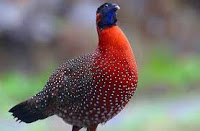 National bird and state bird of India - Birds of India