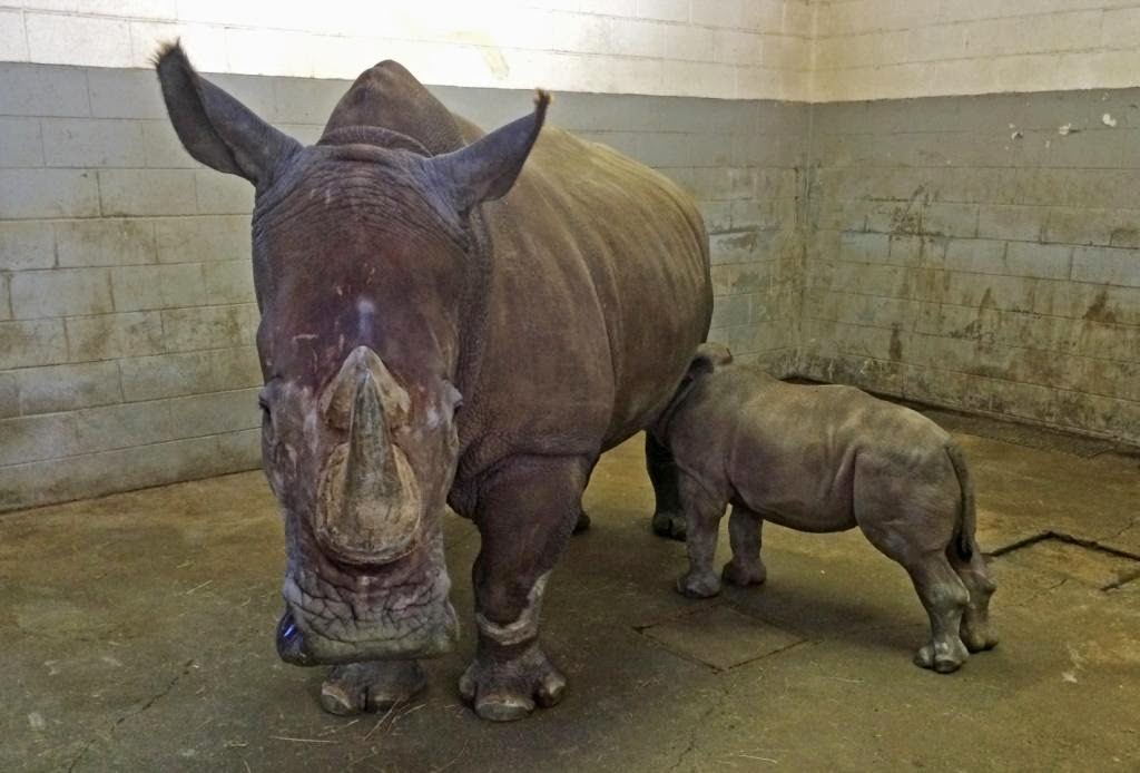 Ohio Birds and Biodiversity: Annual winter Raptor Day at the Wilds