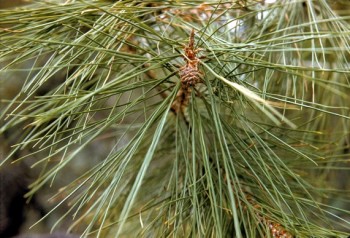 Herbario de Mis Hojas: Ocote