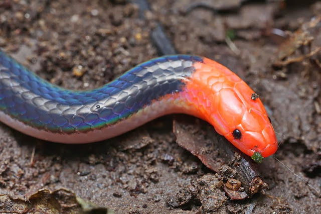Ular Asli Indonesia: Calamaria schlegeli