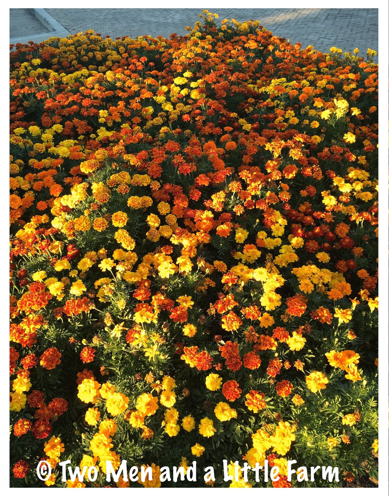 HOw To MARIGOLDS EN MASSE