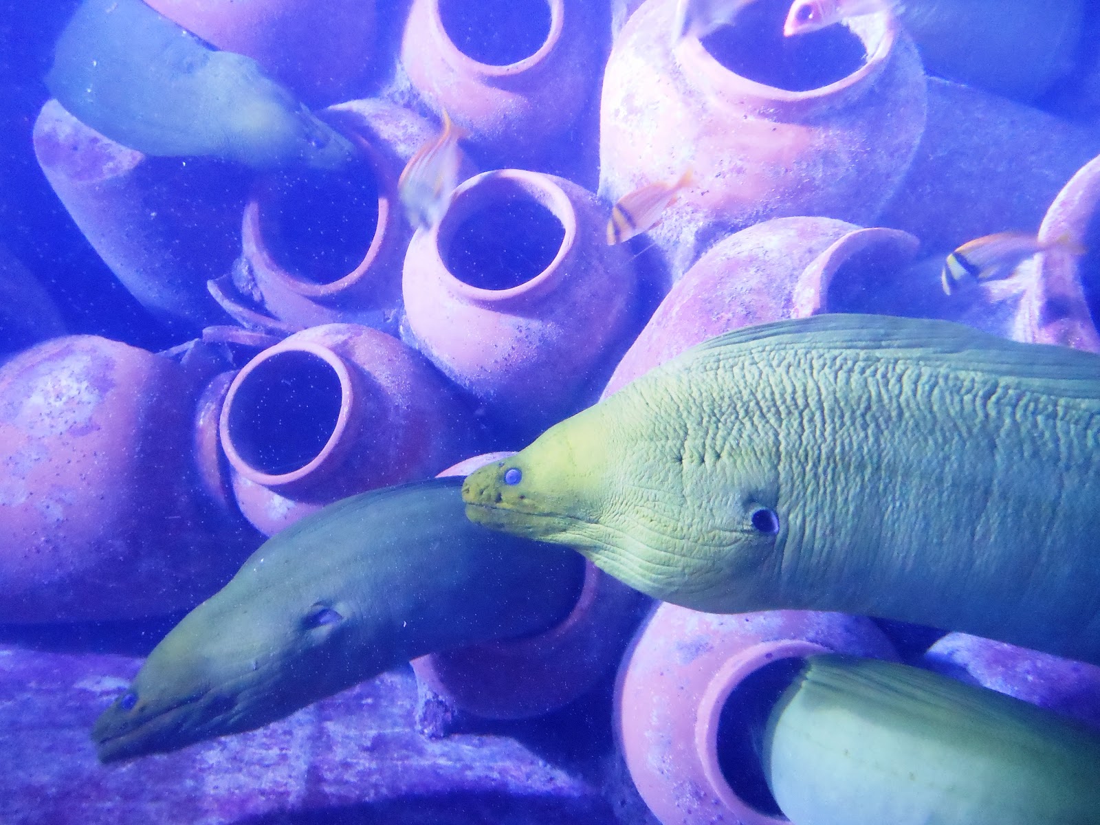 Zoo Tails: Manta Ray at the Atlantis Resort