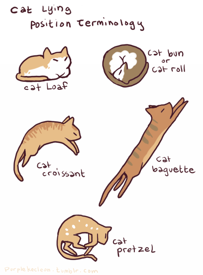 Under The Paw: Cat Lying Position Terminology