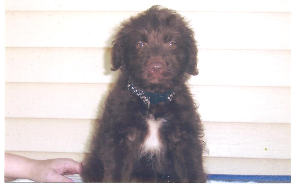 The Whole "Kip" and Kaboodle: The World of Kipper the Dog: The History ...