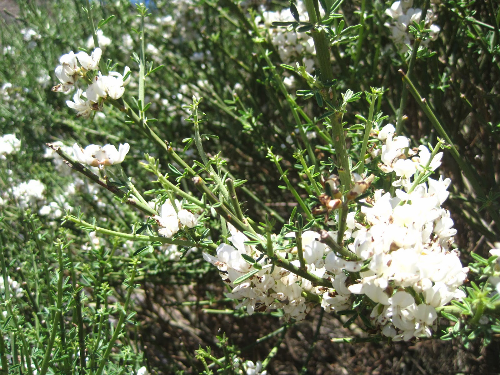 Senderismo para TI : Retama - Spartocytisus supranubius