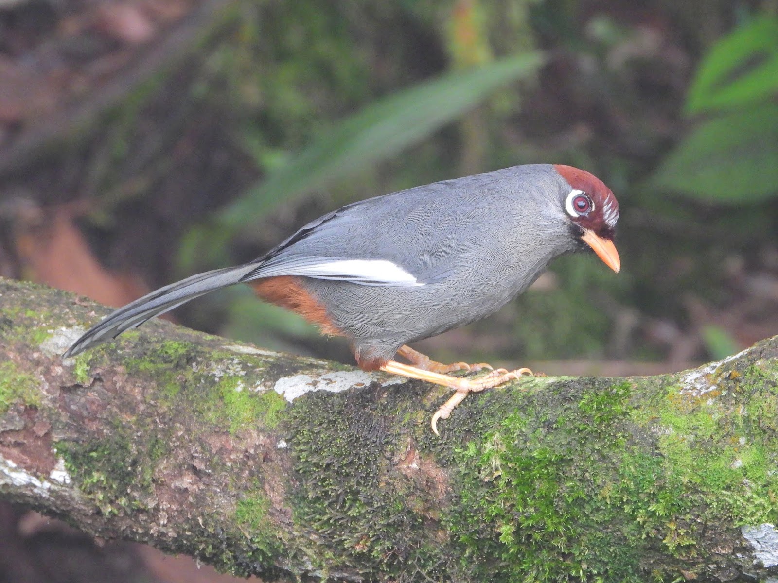 Mike is the name Birding is the game ( Birding in Malaysia - Malaysian ...