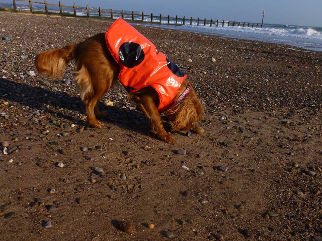 Soggibottom: Girl Rona in Teignmouth and Dartmoor -3 deg c.