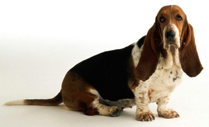 Diskus hernija - protruzija diska pasa ~ Panvet - moj veterinar