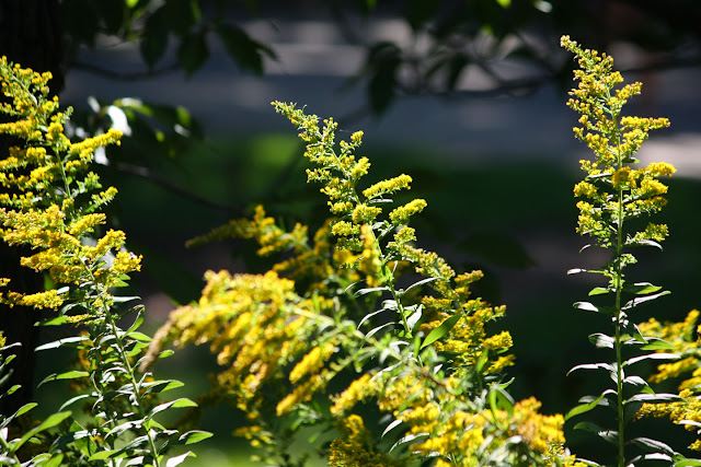 66 Square Feet (Plus): A Walk in Central Park