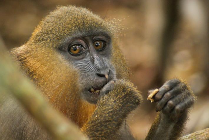 Slavenka & Obi: How Sniffing Poop Helps Monkeys Stay Healthy
