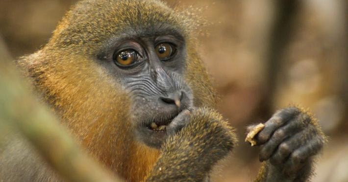 Slavenka & Obi: How Sniffing Poop Helps Monkeys Stay Healthy