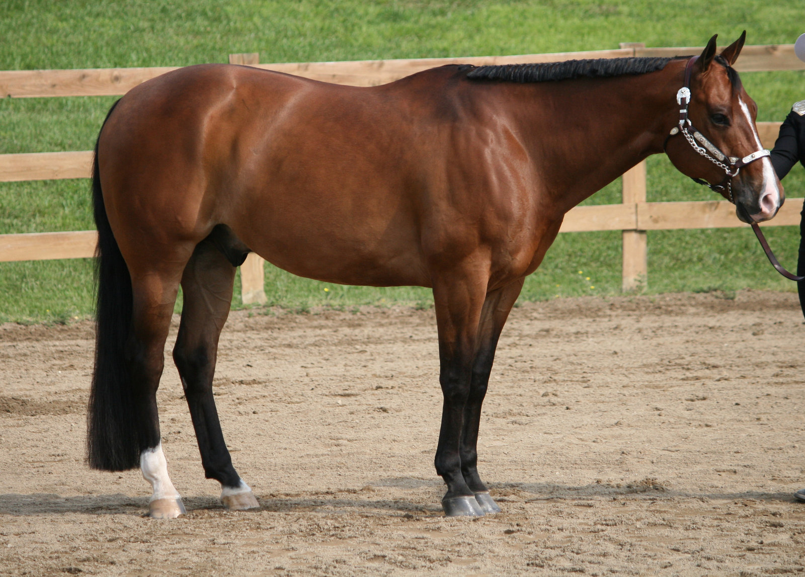 FCHS Horse Judging: Quarter Horse Class of 3