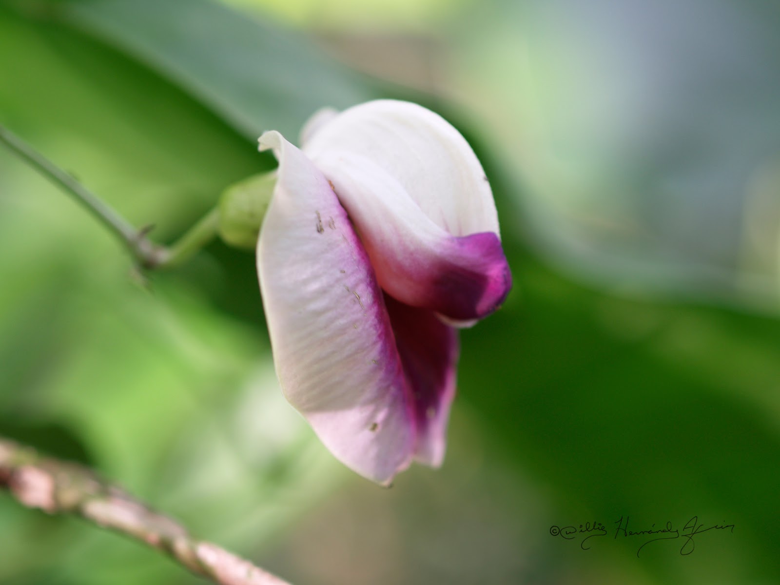 Flora de Puerto Rico Ilustrada Papo Vives: FABOIDEAE CENTROSEMA ...