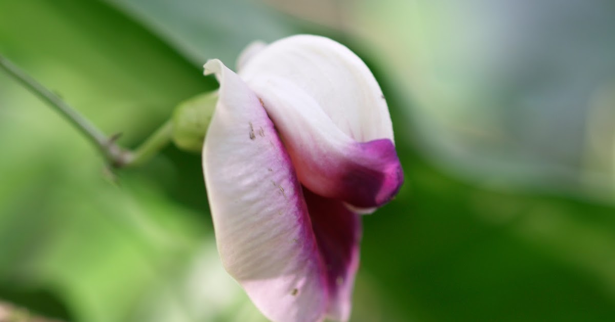 Flora de Puerto Rico Ilustrada Papo Vives: FABOIDEAE CENTROSEMA ...