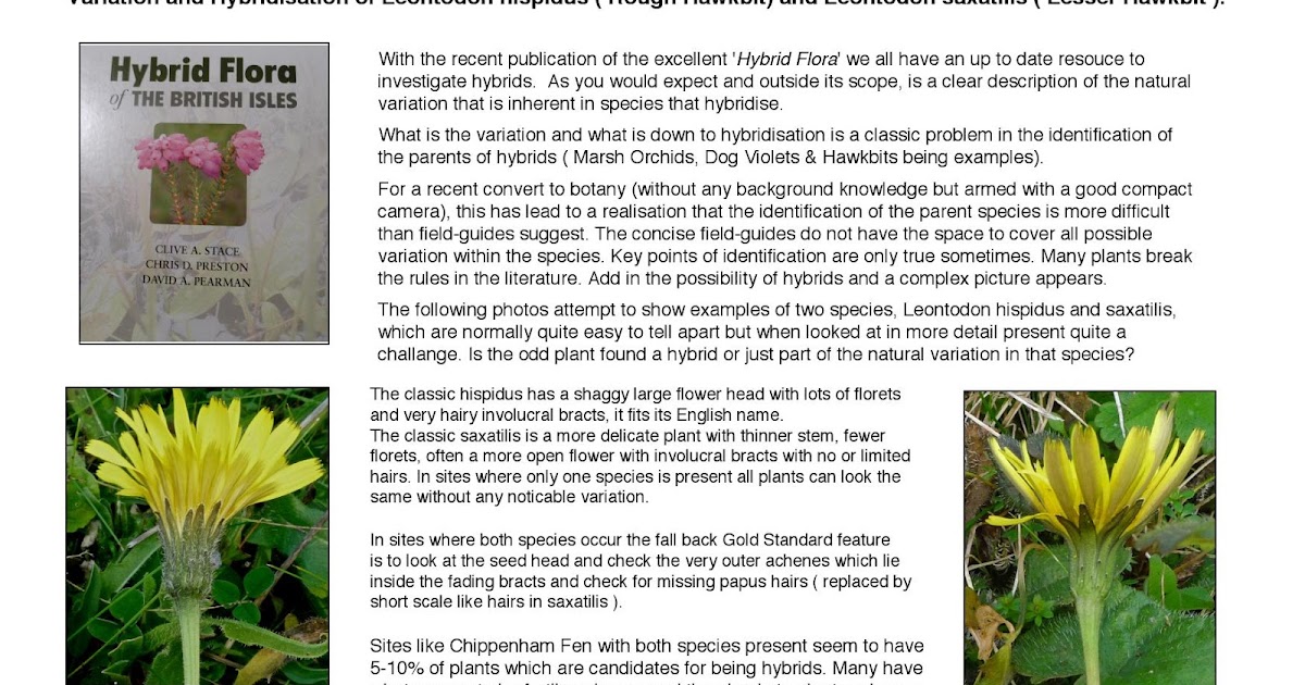 Violets and others: Hawkbits ( Leontodon )