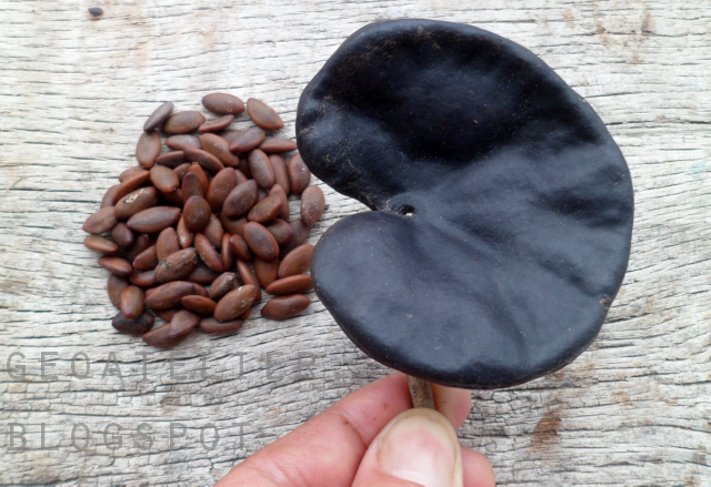 GeoAtelier SementeS : A orelha-de-macaco ou Timbaúva