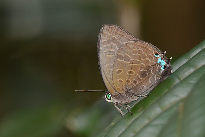 Beauty of Fauna and Flora in Nature: A Rare Lycaenid at Upper Peirce ...