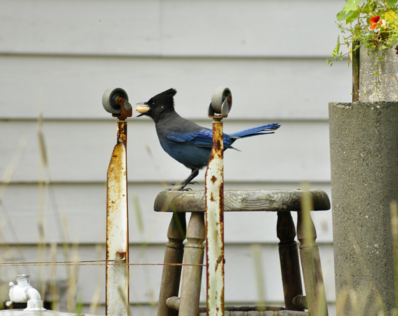 Birds Gone Wild: Cruisin' - Juneau and Skagway (#174-177)