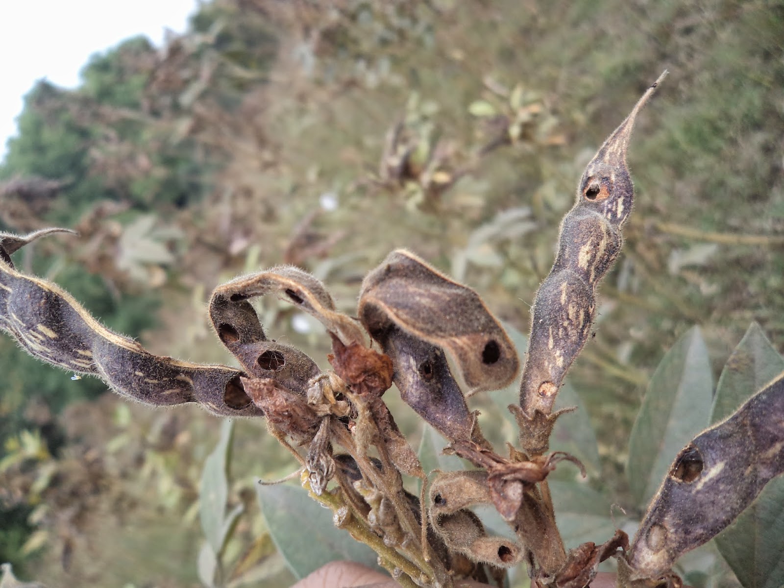 Its Sandy's World...: Some real field photos of Insect Pests of Pigeon ...