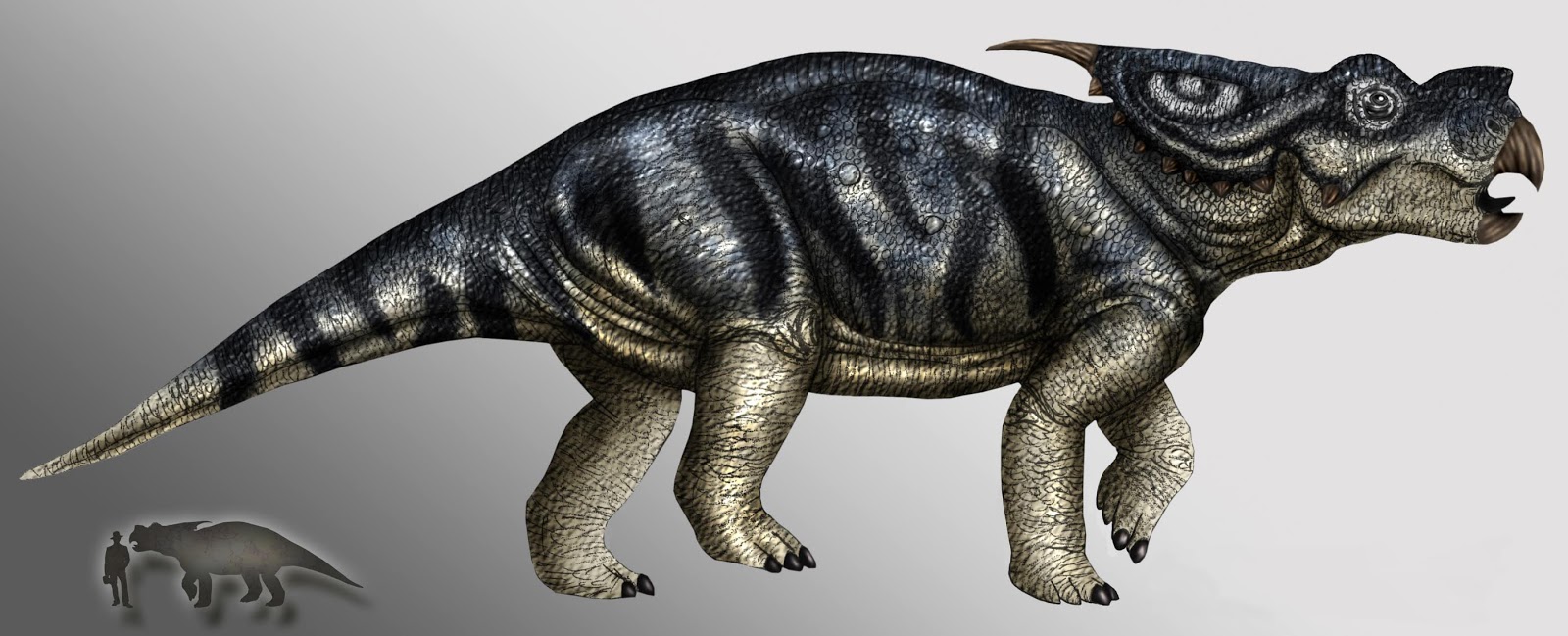 FAMILIA CERATOPSIDAE: DINOSAURIOS: FAMILIA CERATOPSIDAE