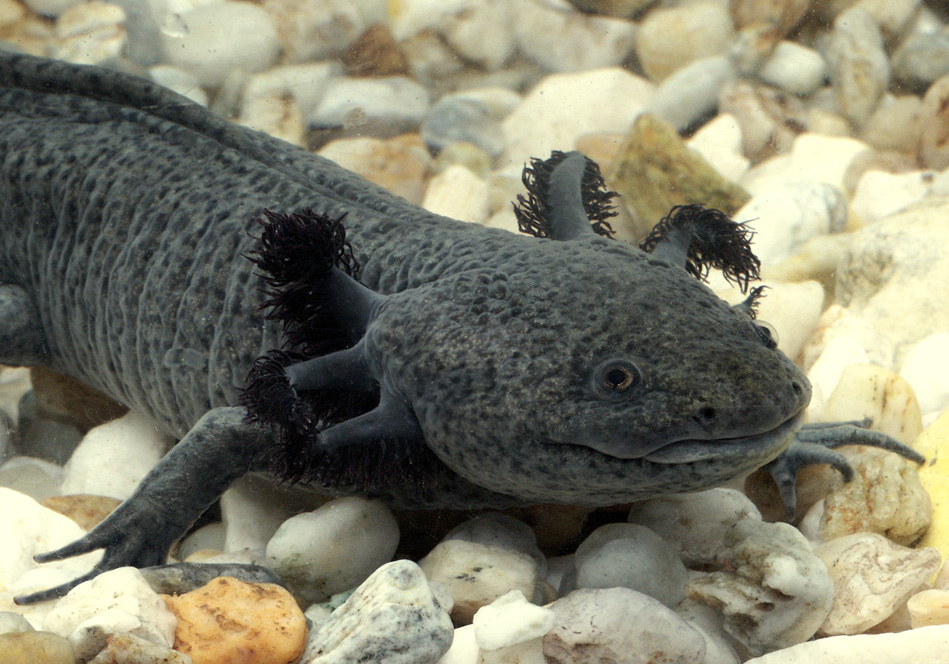 Biolonita: Shazam y la Neotenia: animales con características infantiles