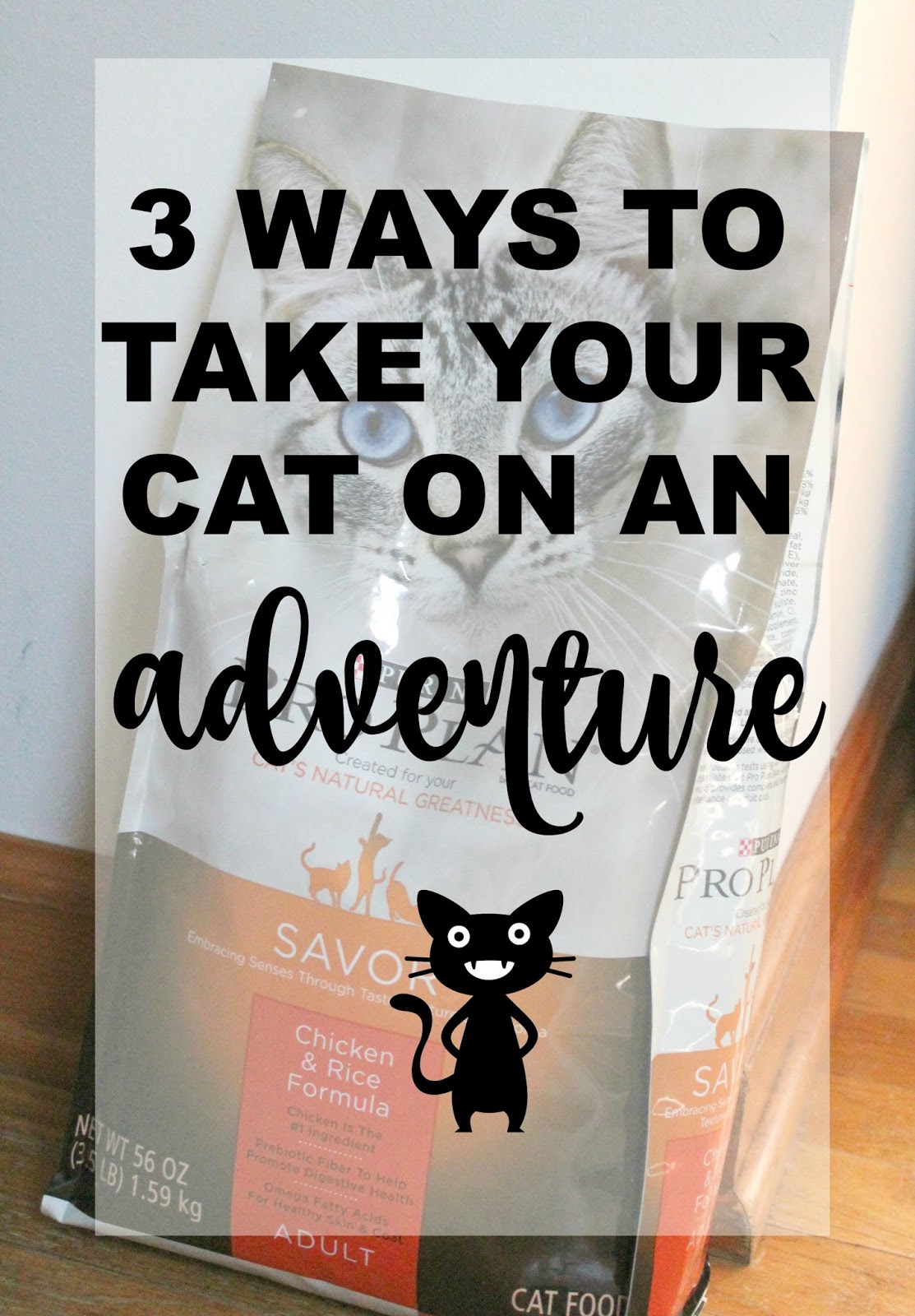 3 Ways To Take Your Cat On An Adventure | Pieces of a Mom