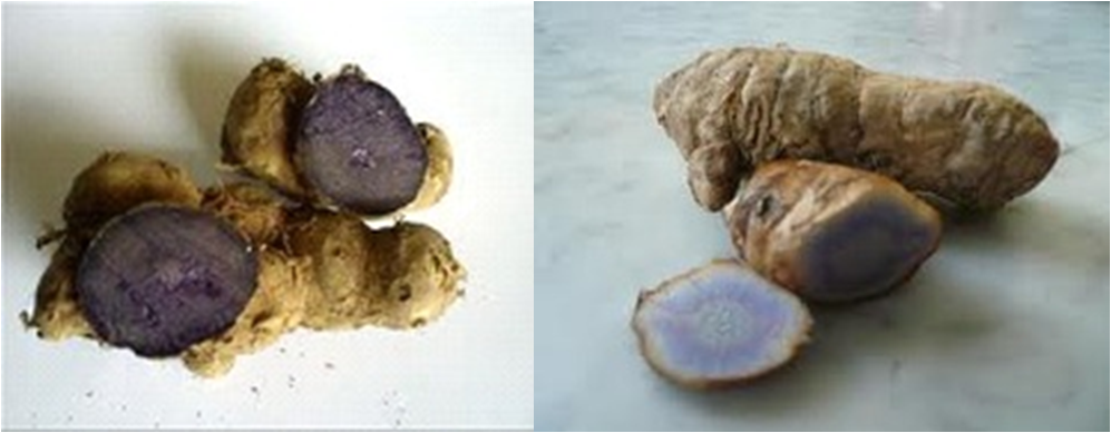 Mistik Kunyit Hitam dan Nilainya Bak Geliga | NajLaa BaBy