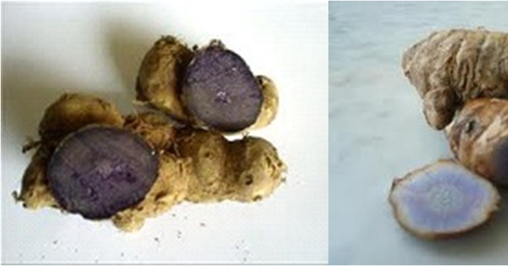 Mistik Kunyit Hitam dan Nilainya Bak Geliga | NajLaa BaBy